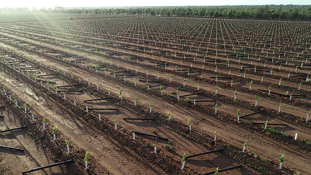 Casella Myall Park Development - RWE Yenda Prods Irrigation